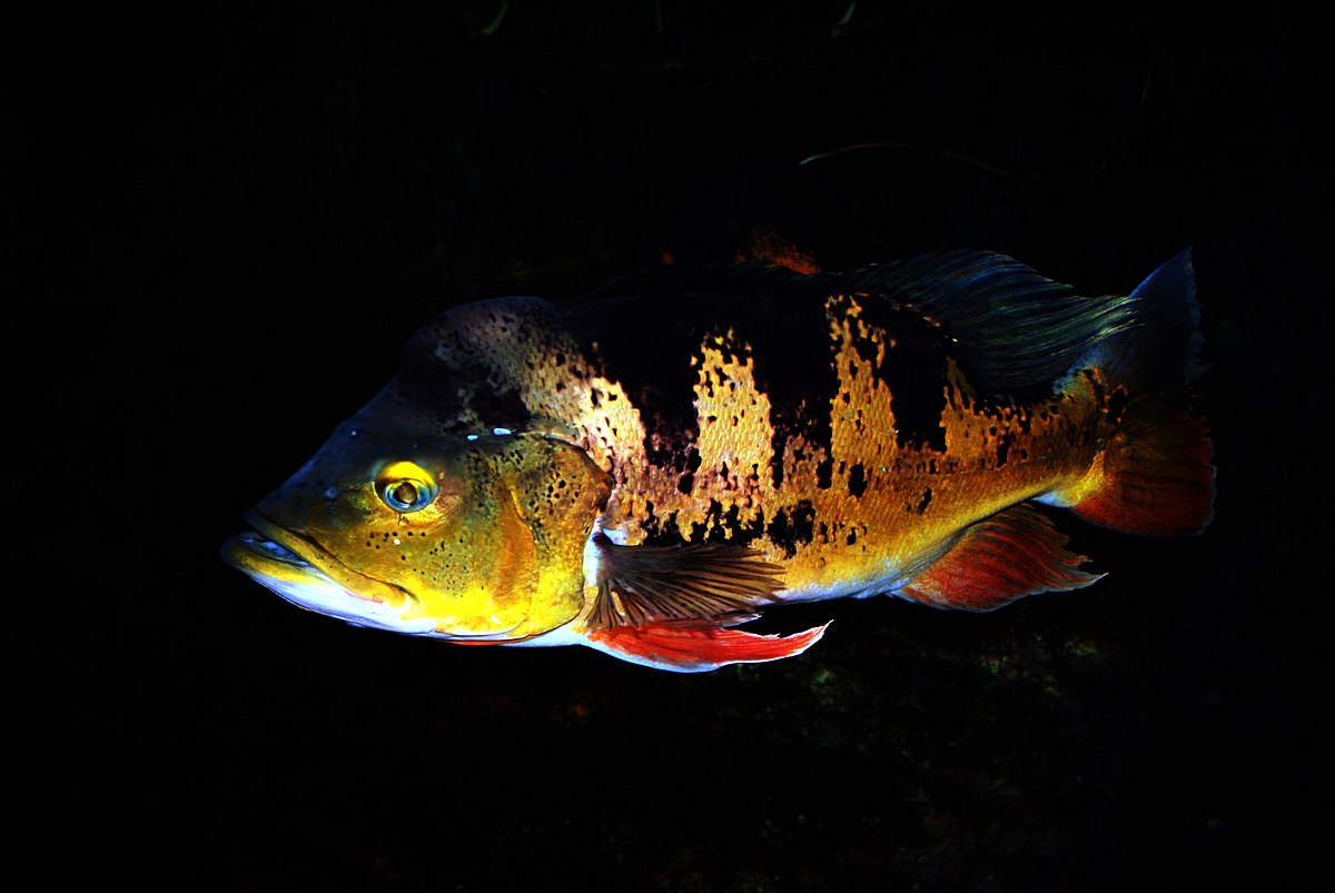 American Cichlid – Modern Aquatic Design Aquariums