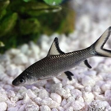 Fish – Modern Aquatic Design Aquariums