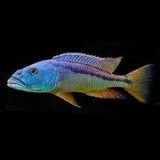 Aristochromis Cristyi Malawi Hawk Cichlid – Modern Aquatic Design Aquariums