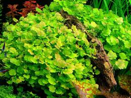 Giant Cardamine – Modern Aquatic Design Aquariums