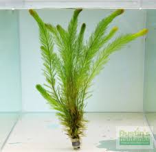 Foxtail – Modern Aquatic Design Aquariums