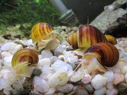 Caramel foot Snails – Modern Aquatic Design Aquariums