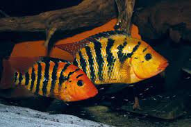Festae Cichlids – Modern Aquatic Design Aquariums