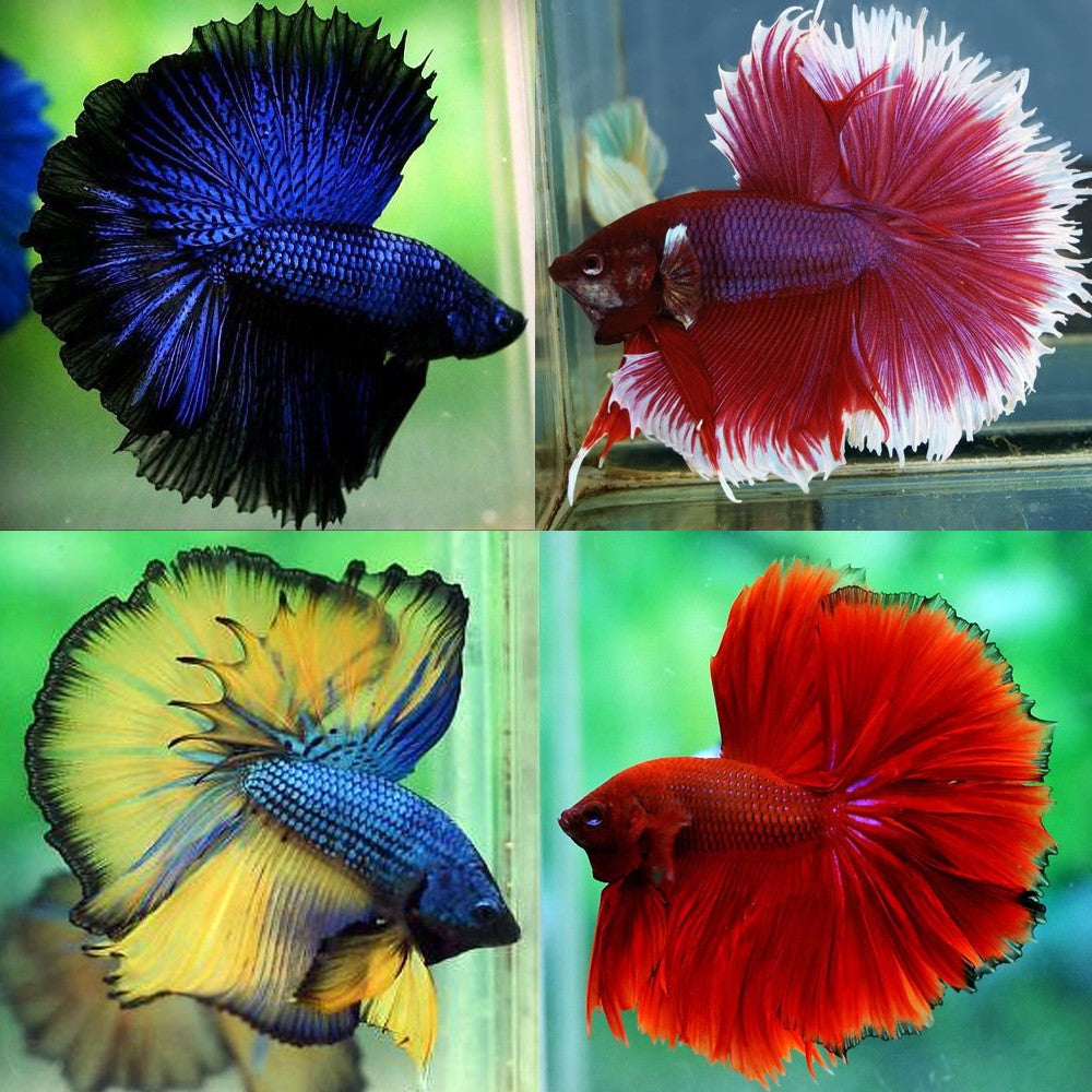 Blue Betta Fish Eggs Six Varieties Of Betta Splendens, Varying In Fin