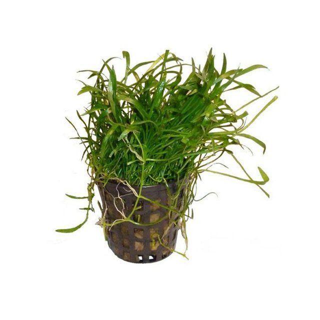 Lilaeopsis – Modern Aquatic Design Aquariums