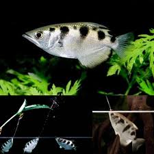 Archer Fish – Modern Aquatic Design Aquariums