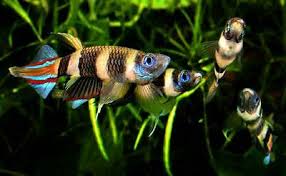 Clown panchax – Modern Aquatic Design Aquariums