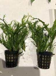 Crested Java Fern – Modern Aquatic Design Aquariums