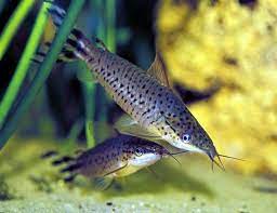 Catfish – Modern Aquatic Design Aquariums