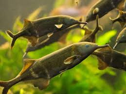 Tropical Fish – Page 2 – Modern Aquatic Design Aquariums