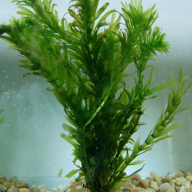 Elodea – Modern Aquatic Design Aquariums