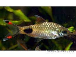 Filament Barbs – Modern Aquatic Design Aquariums