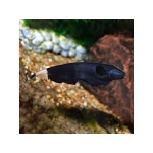 Black Ghost Knife – Modern Aquatic Design Aquariums