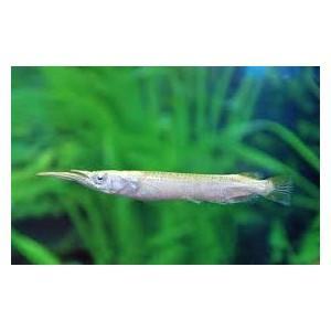 Albino Half Beak – Modern Aquatic Design Aquariums