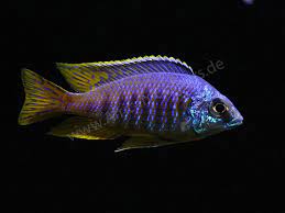 Placidochromis Jalo Reff – Modern Aquatic Design Aquariums