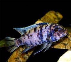OB Zebra – Modern Aquatic Design Aquariums