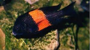 Tropheus Red Bemba – Modern Aquatic Design Aquariums
