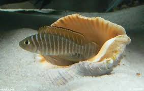 Neolamprologus Similis – Modern Aquatic Design Aquariums