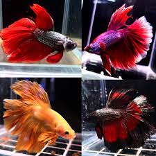 Super Delta Fighter – Modern Aquatic Design Aquariums