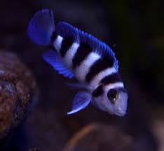 Neolamprologus Tretochcephalus – Modern Aquatic Design Aquariums